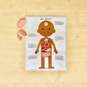 MY BODY Human Anatomy Matching Game - Darker Skin. Learn Human Organs ...