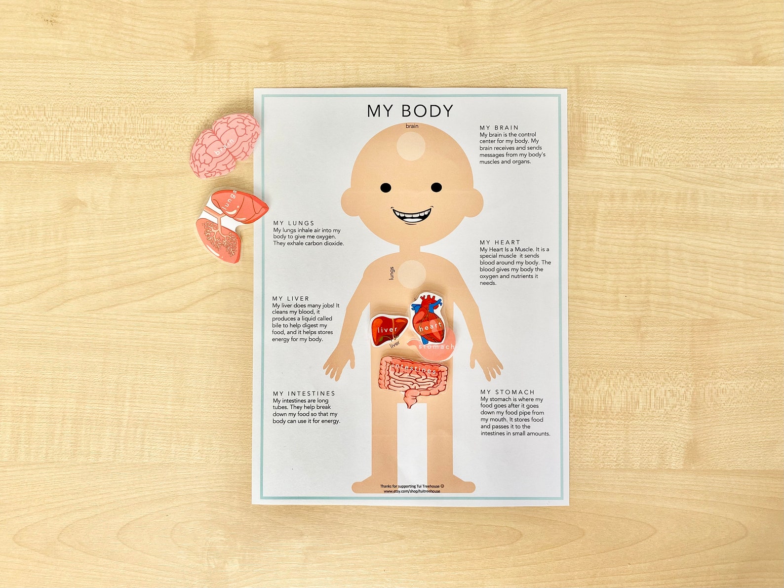 My Body Human Anatomy Matching Game Light Skin. Learn Human - Etsy UK
