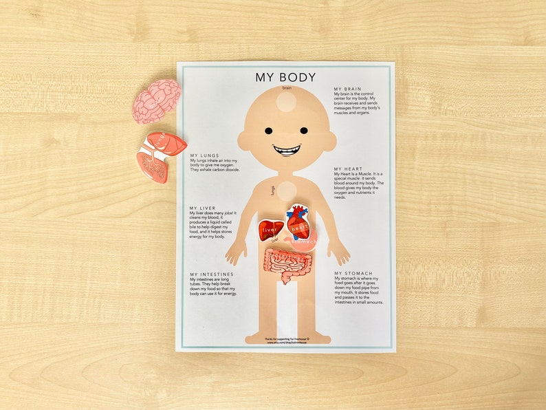 MY BODY Human Anatomy Matching Game - Light Skin. Learn Human Organs ...
