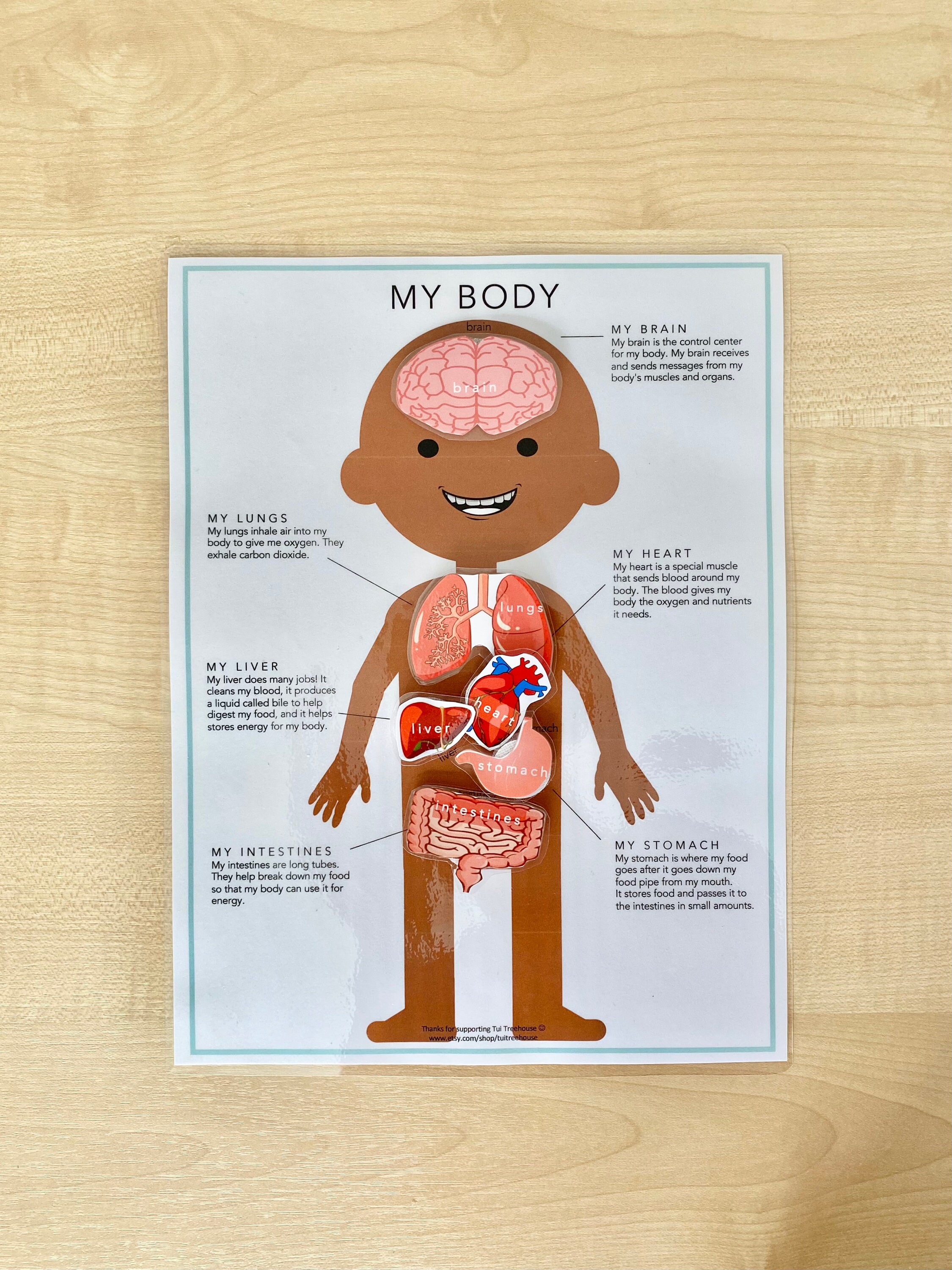 My Body Human Anatomy Matching Game Darker Skin. Learn Human - Etsy UK