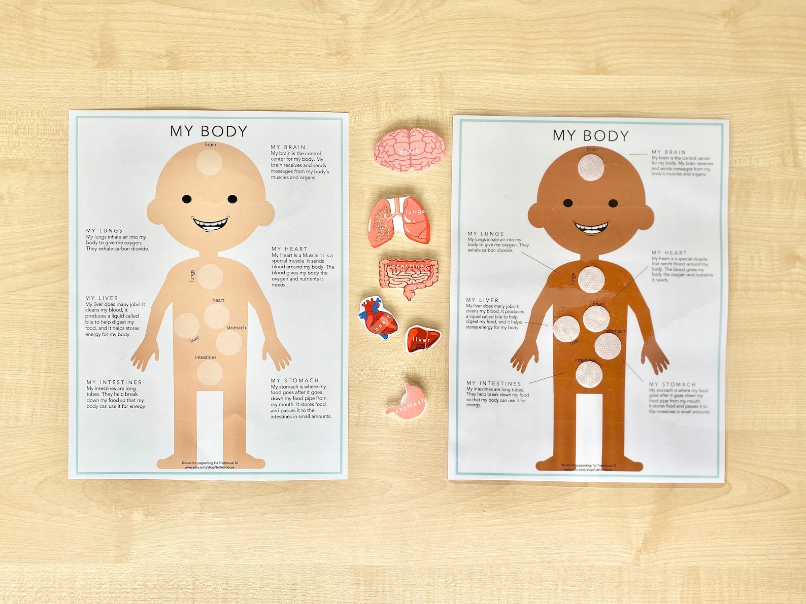 MY BODY Human Anatomy Matching Game - Light Skin. Learn Human Organs ...