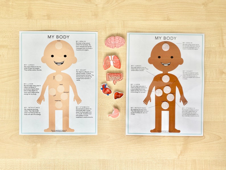 My Body Human Anatomy Matching Game Light Skin. Learn Human | Etsy