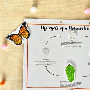 Butterfly Life Cycle Busy Binder Sheet, Preschool Life Cycle Velcro ...