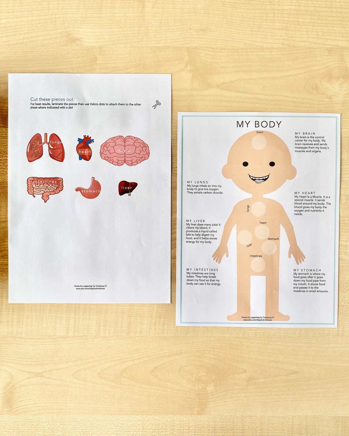 MY BODY Human Anatomy Matching Game - Light Skin. Learn Human Organs ...