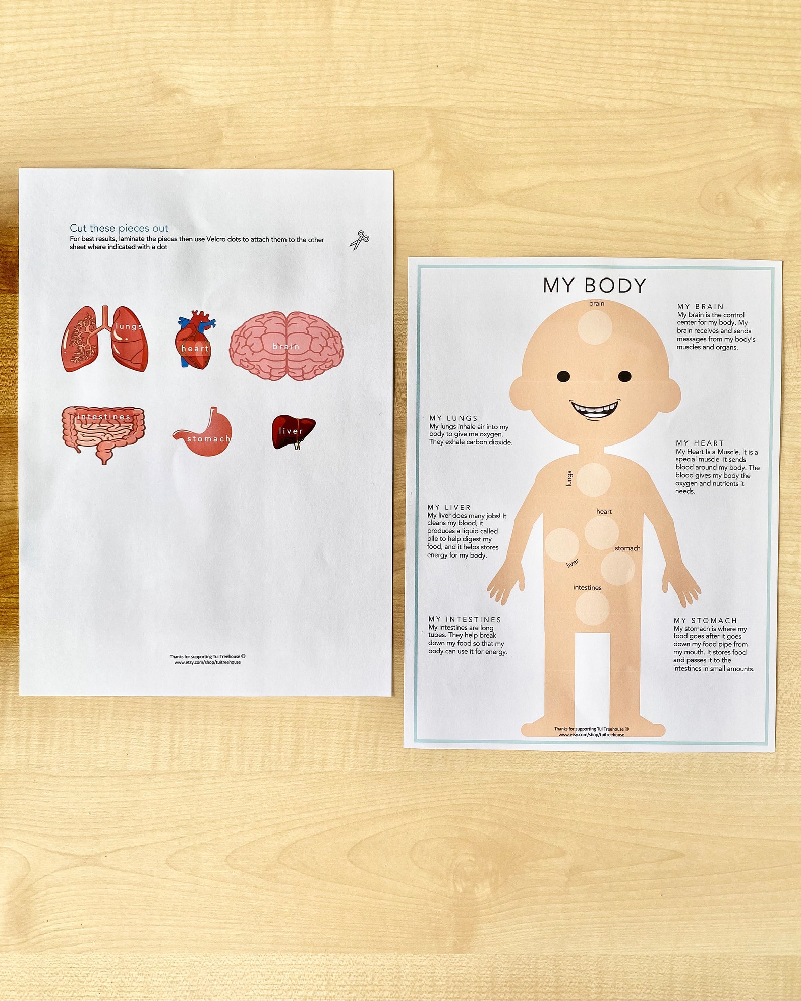 MY BODY Human Anatomy Matching Game - Light Skin. Learn Human Organs ...