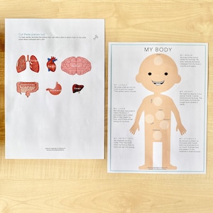 MY BODY Human Anatomy Matching Game - Light Skin. Learn Human Organs ...