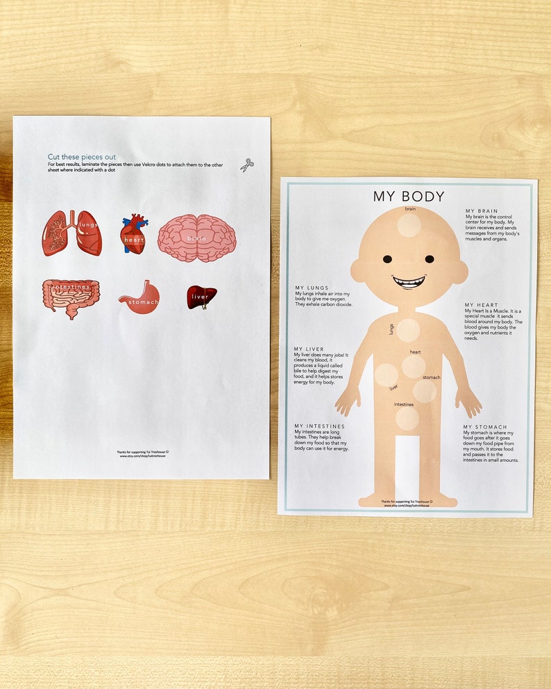 MY BODY Human Anatomy Matching Game - Light Skin. Learn Human Organs ...
