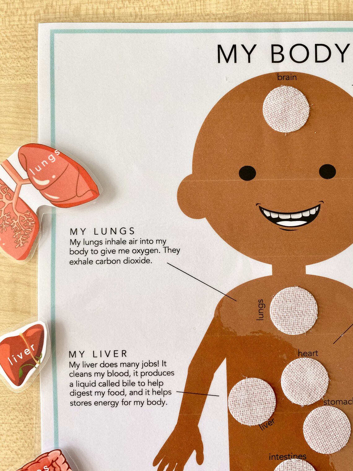 MY BODY Human Anatomy Matching Game - Darker Skin. Learn Human Organs ...