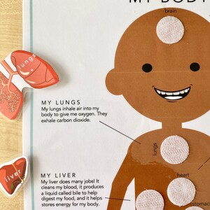 MY BODY Human Anatomy Matching Game - Darker Skin. Learn Human Organs ...