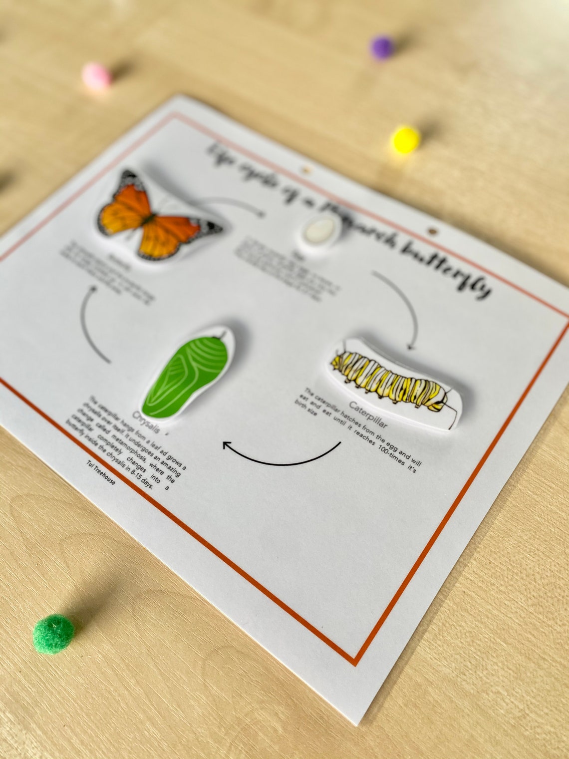 Butterfly life cycle busy binder sheet preschool life cycle | Etsy