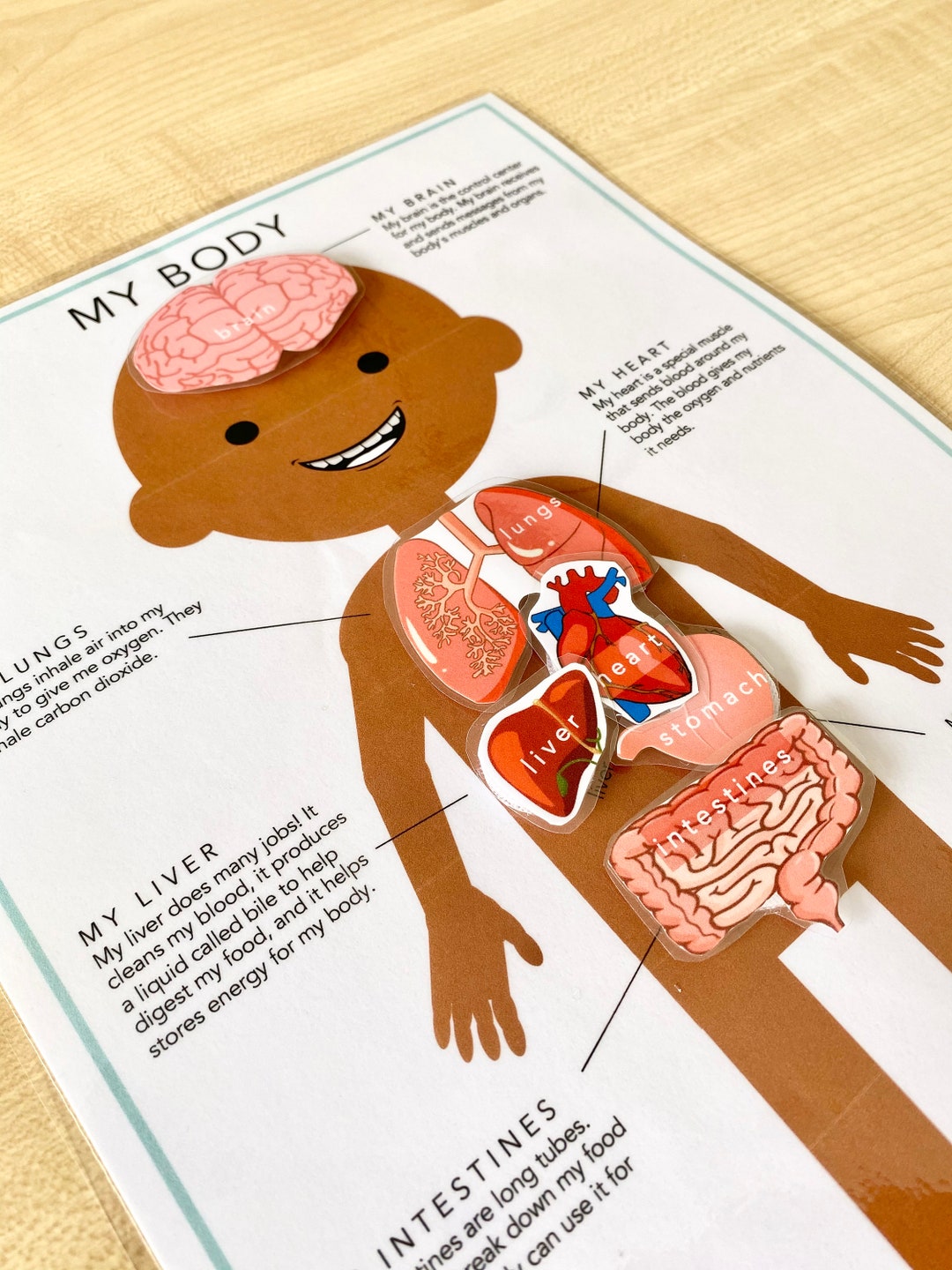 MY BODY Human Anatomy Matching Game - Darker Skin. Learn Human Organs ...