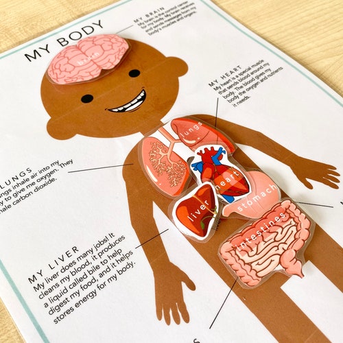 Human Anatomy Printable Body Organs Matching Activity Busy - Etsy