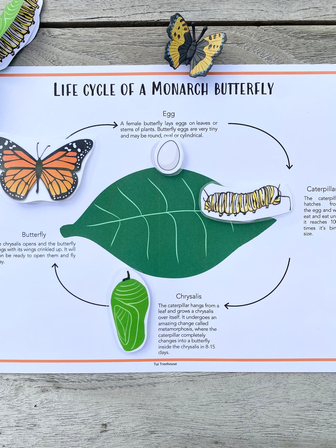 Butterfly life cycle busy binder sheet preschool life cycle | Etsy