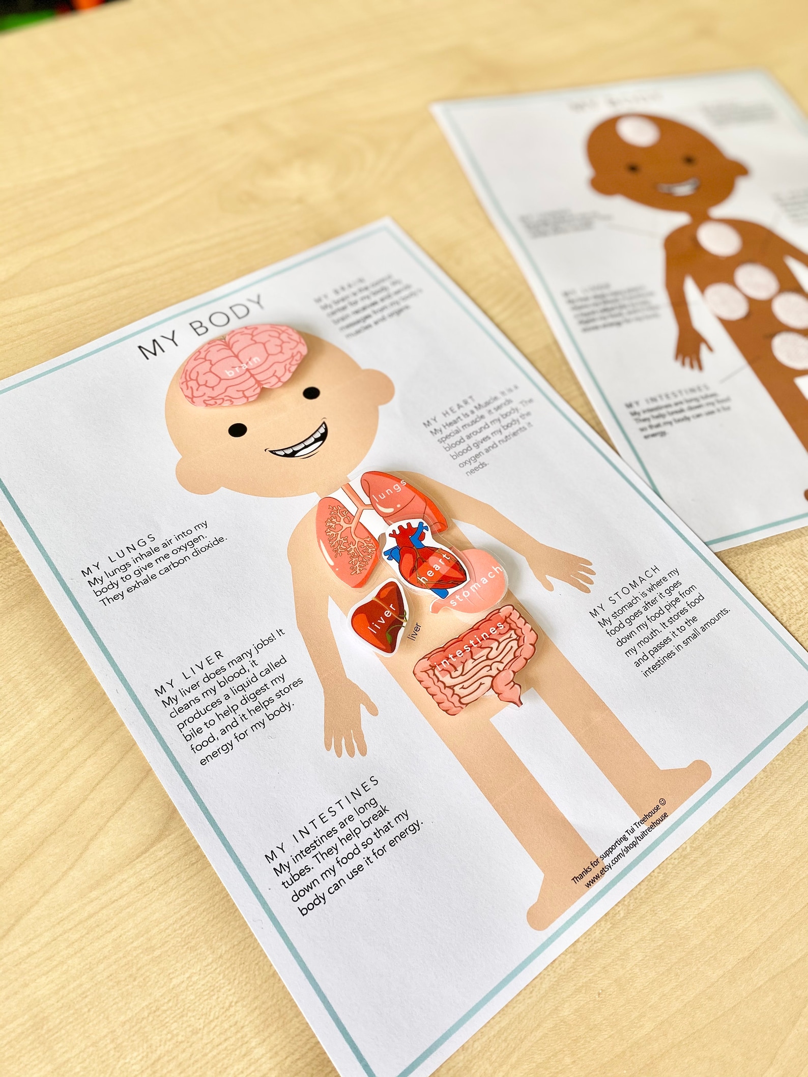 MY BODY Human Anatomy Matching Game - Light Skin. Learn Human Organs ...