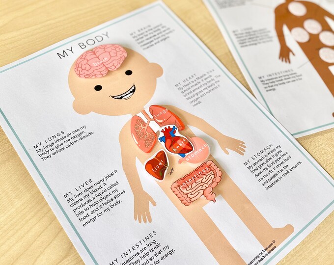 MY BODY Human Anatomy Matching Game Darker Skin. Learn Human Organs ...
