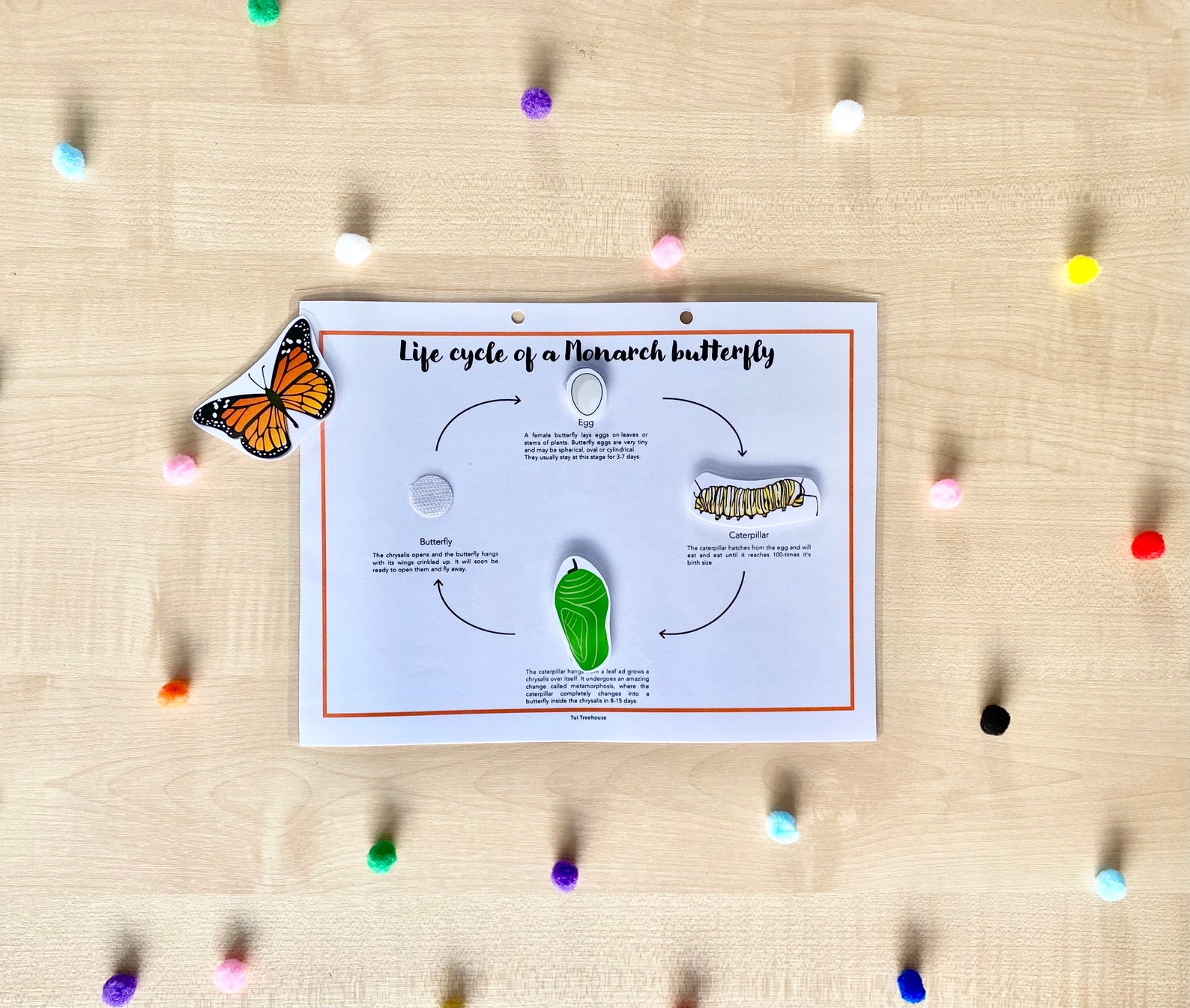 Butterfly life cycle busy binder sheet preschool life cycle | Etsy