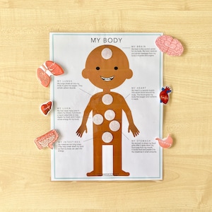 MY BODY Human Anatomy Matching Game - Darker Skin. Learn Human Organs ...