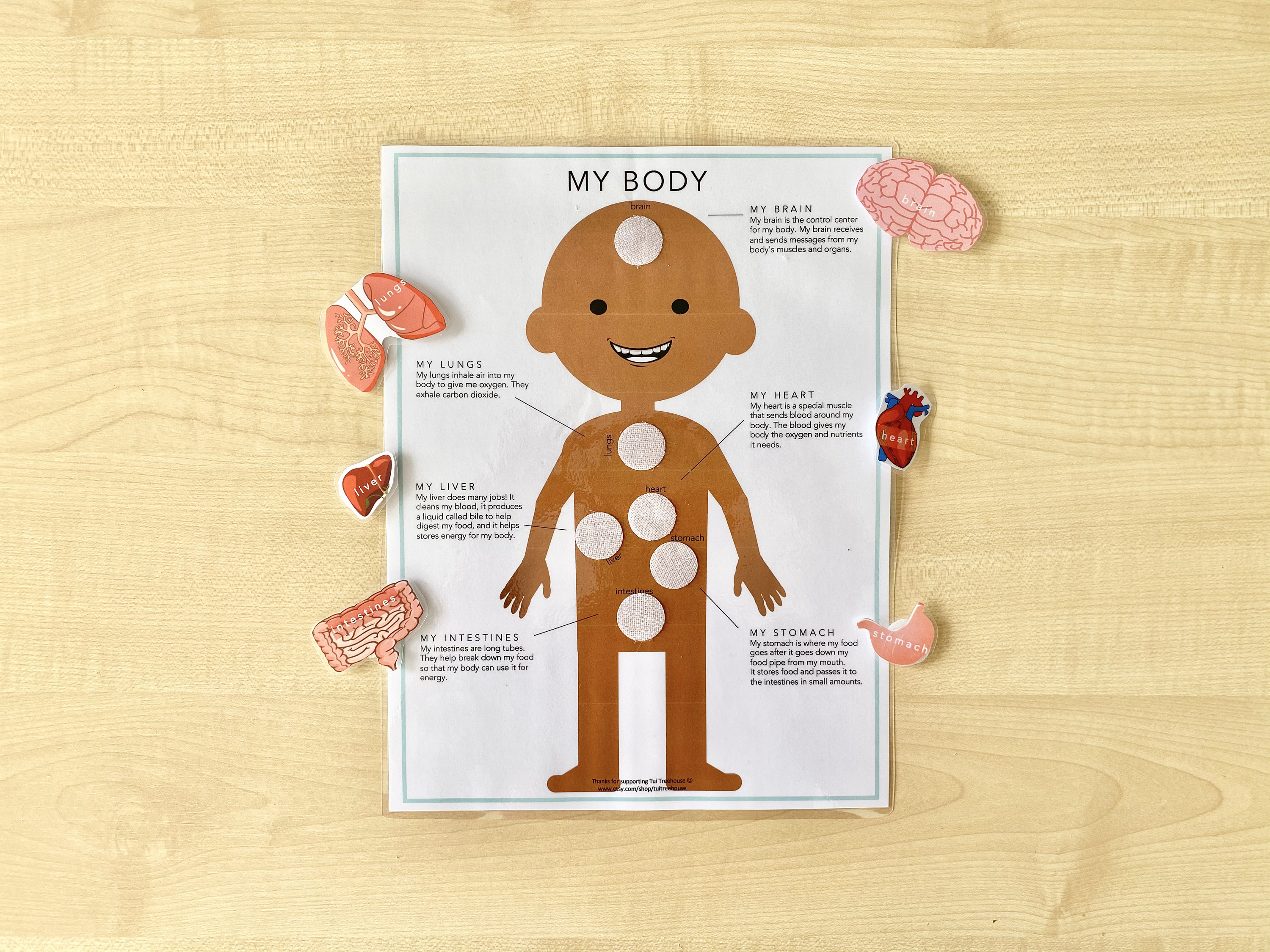 My Body Human Anatomy Matching Game Darker Skin. Learn Human - Etsy UK