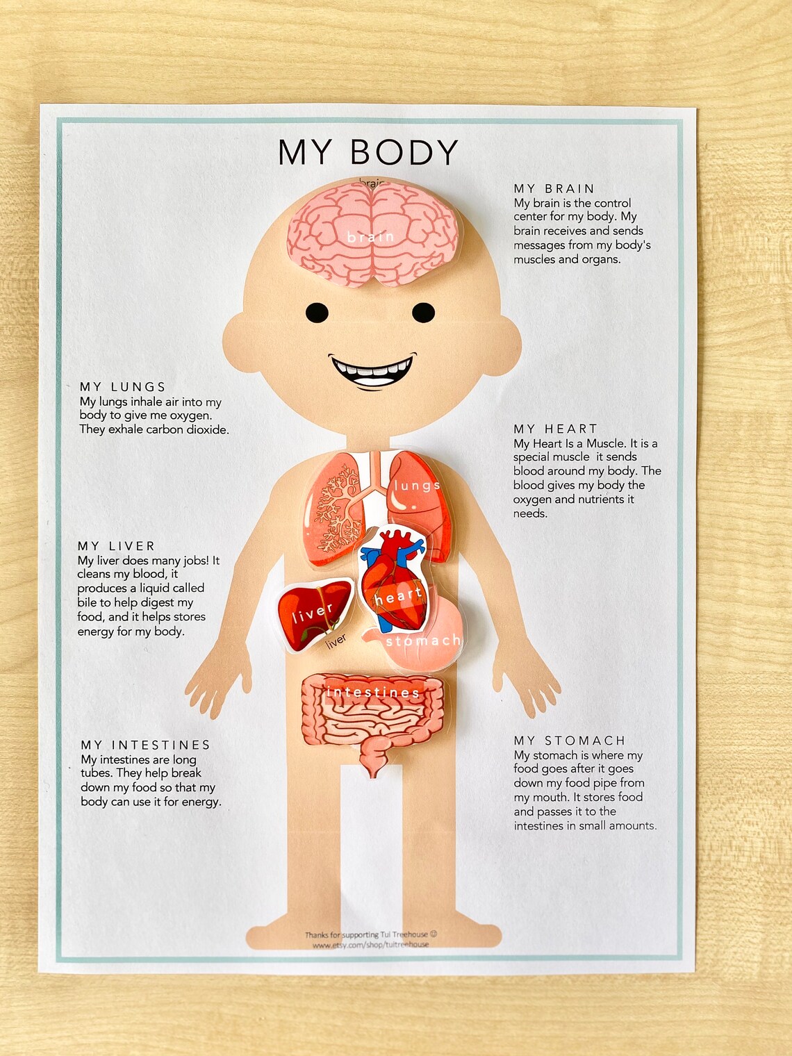 MY BODY Human Anatomy Matching Game - Light Skin. Learn Human Organs ...