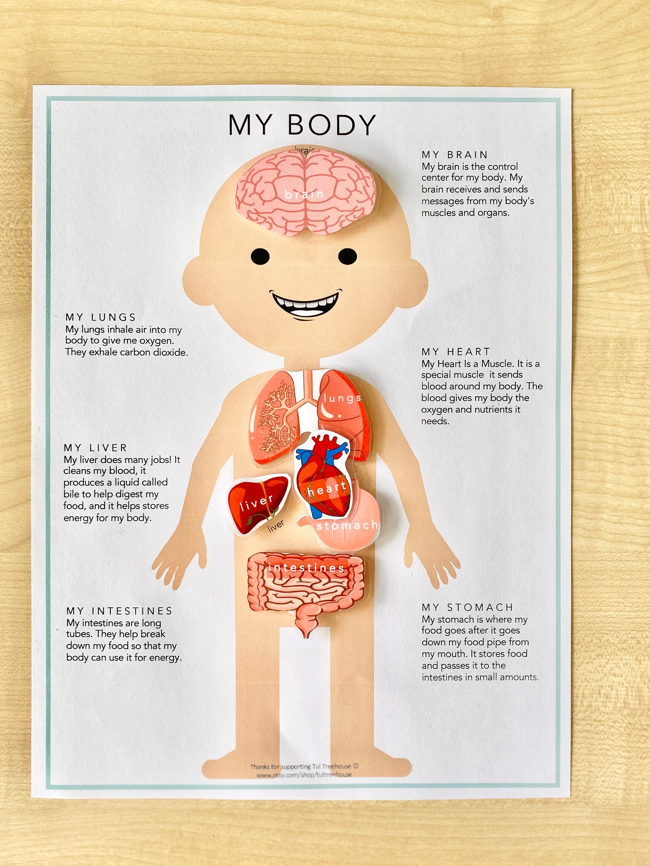 MY BODY Human Anatomy Matching Game - Light Skin. Learn Human Organs ...