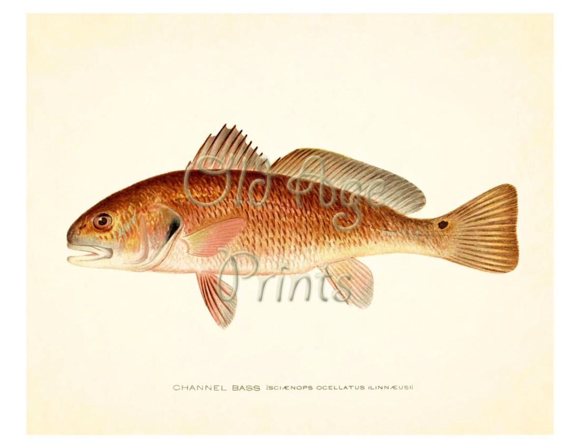 Denton Fish Print CHANNEL BASS Red Drum 8x10 Art Print | Etsy