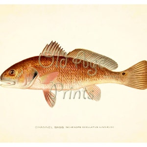 Denton Fish Print CHANNEL BASS Red Drum 8x10 Art Print American Fishes ...