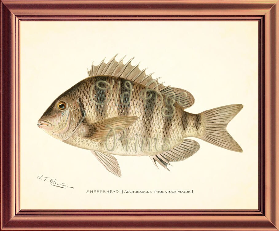 Denton Fish Print SHEEPSHEAD Large Saltwater Fish 8x10 Art | Etsy