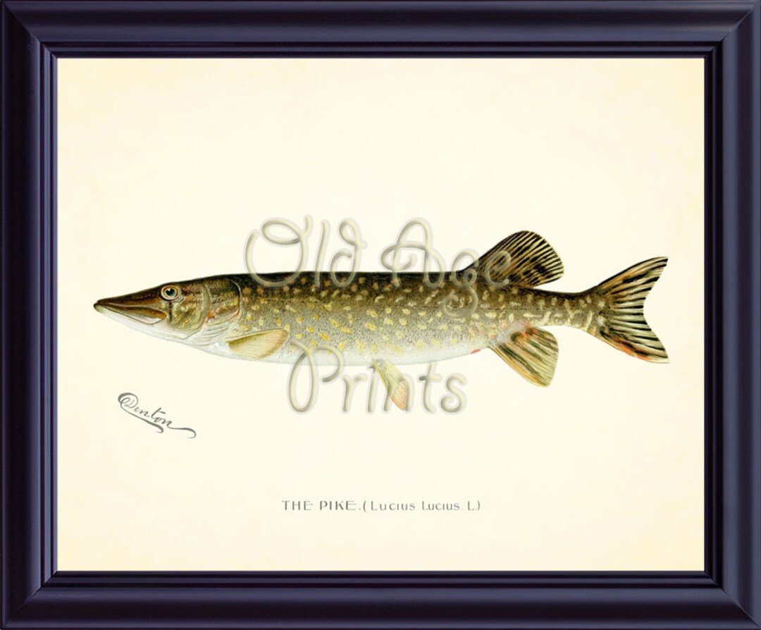 Denton Fish Print PIKE 8x10 Art Print Nautical Plate Marine Life ...