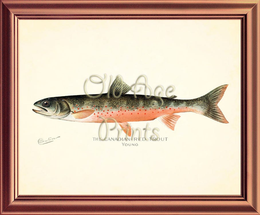 Denton Fish Art Print 8x10 the CANADIAN Red TROUT Young | Etsy