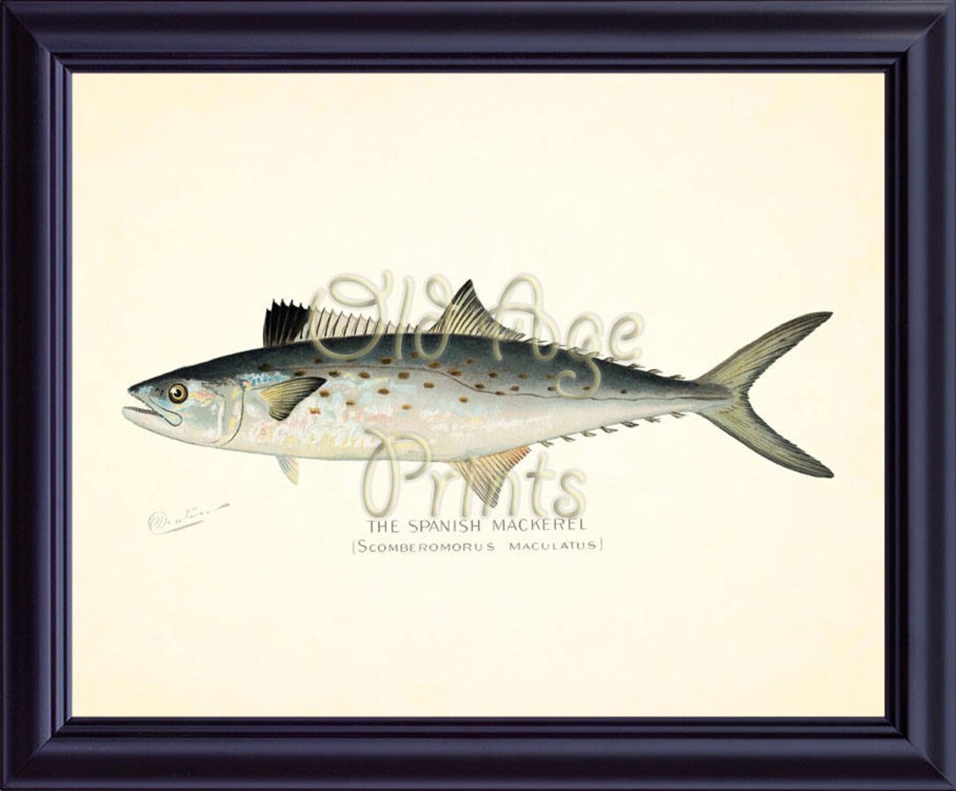 Denton Fish Print SPANISH MACKEREL or Scomberomorus Maculatus Saltwater ...