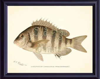 Sheepshead Fish Art - Etsy