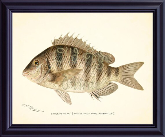 Saltwater Sheepshead Fish