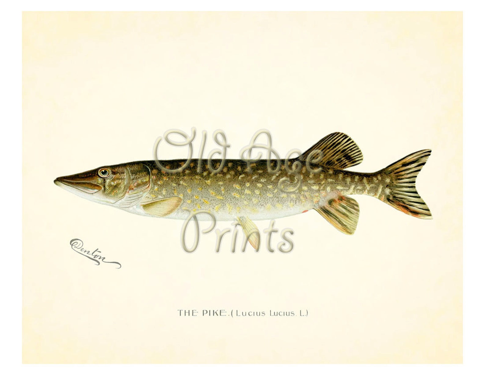 Denton Fish Print PIKE 8x10 Art Print Nautical Plate Marine - Etsy