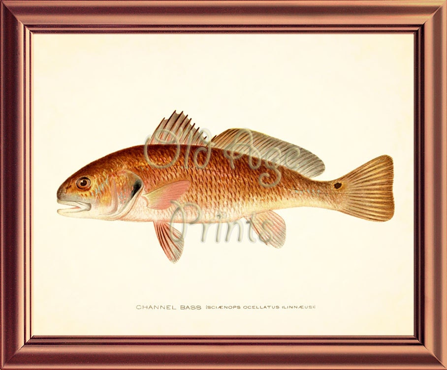 Denton Fish Print CHANNEL BASS Red Drum 8x10 Art Print - Etsy