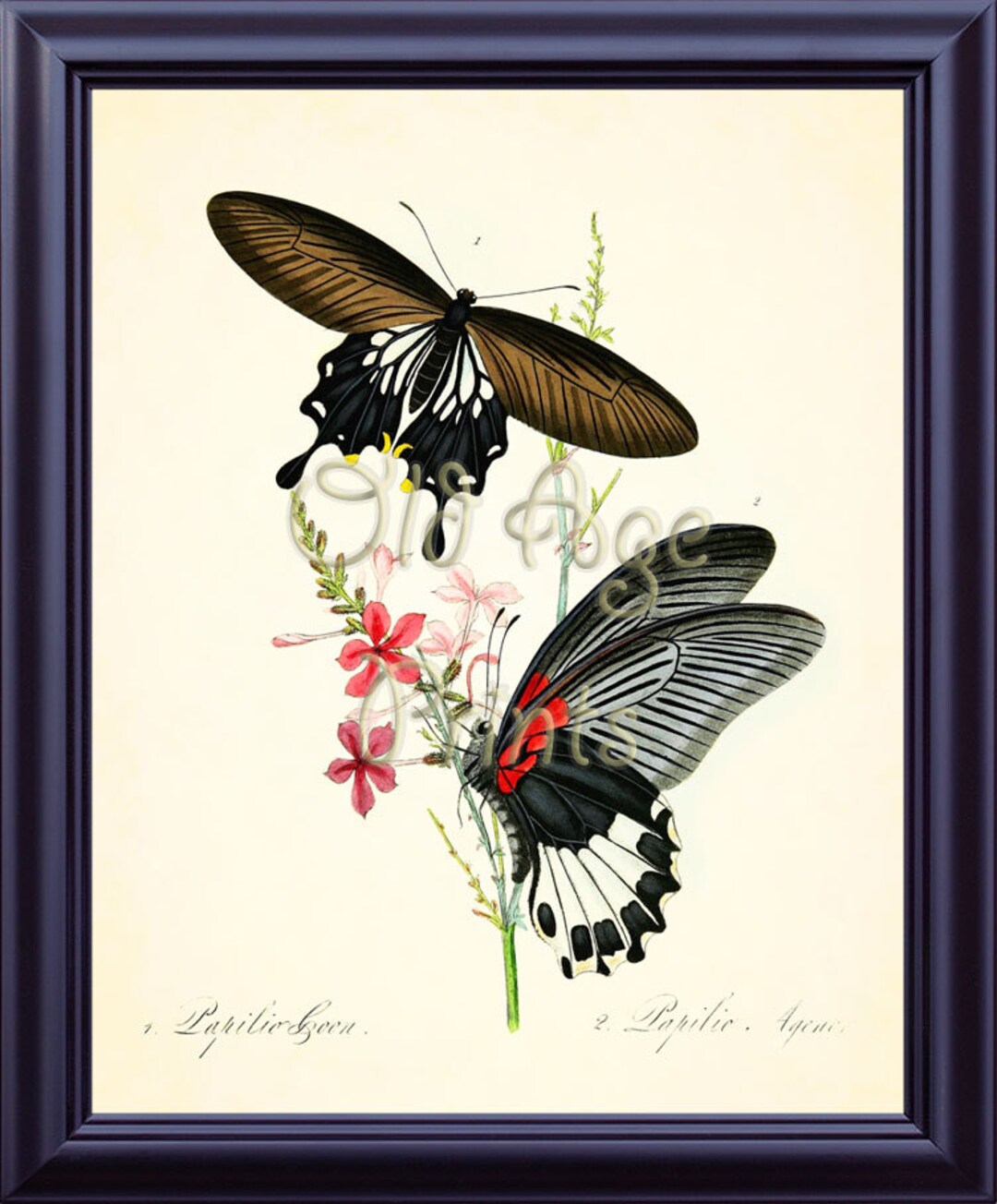 Butterfly Vintage Print PAPILIO AGENOR Large Black Red White ...