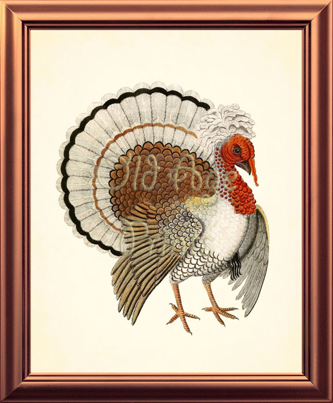 Antique TURKEY Print 8x10 Art Print Large Bird Vintage Plate 1 - Etsy