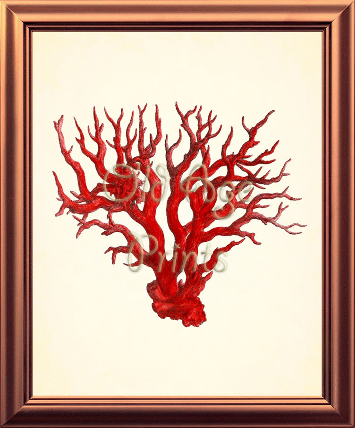 Antique Albertus SEBA Red CORAL Print 8x10 Art Print Sea Ocean ...