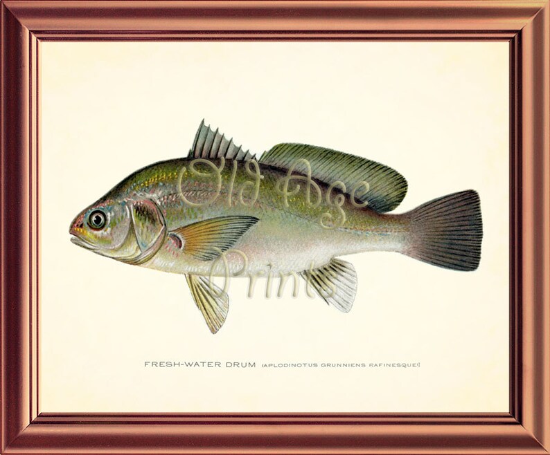 Denton Fish Art Print FRESHWATER DRUM 8x10 Nautical Plate - Etsy