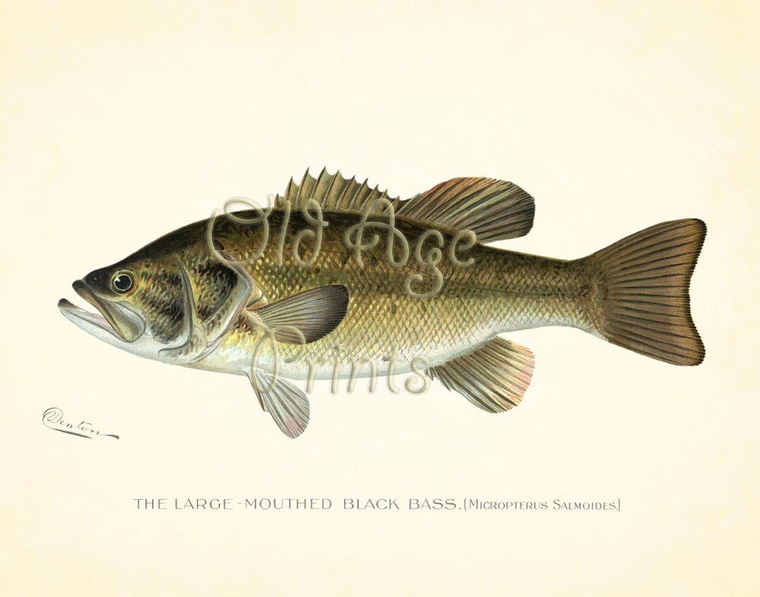 DENTON Fish Print LARGE-MOUTHED Black Bass Micropterus Salmoides 11x14 ...