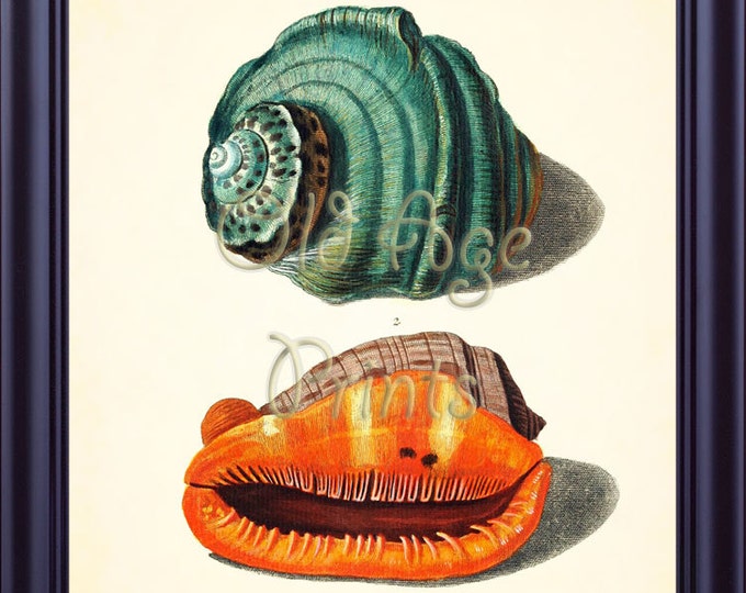 Antique SEASHELLS Sea Shell Art Print 8x10 Knorr Plate 9 Natural ...