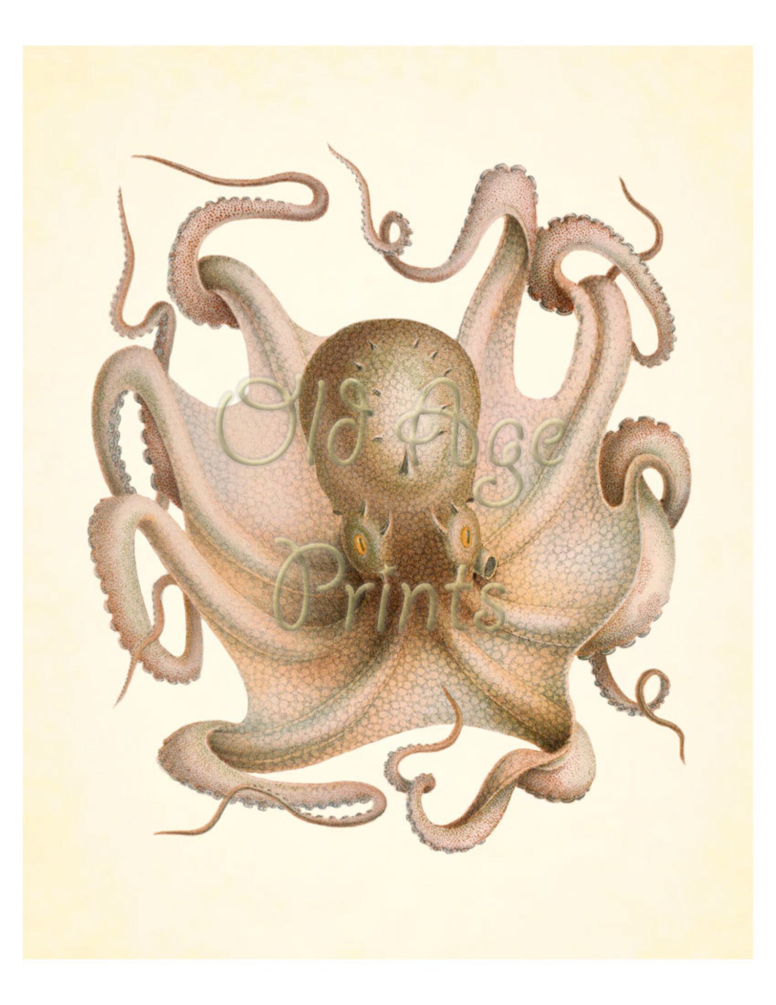 Antique Sea Life Print Huge Light Pinkish Beige OCTOPUS 8x10 - Etsy