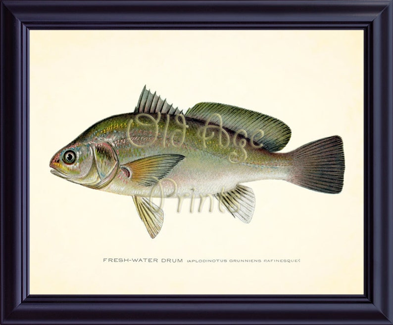Denton Fish Art Print FRESHWATER DRUM 8x10 Nautical Plate - Etsy