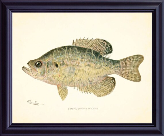 Denton Fish Large CRAPPIE American Fishes 8x10 Art Print | Etsy