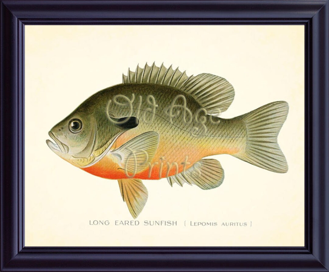 Denton Fish Print LONG EARED SUNFISH Lepomis Auritus 8x10 Art Print Nautical Plate Sea Life ...