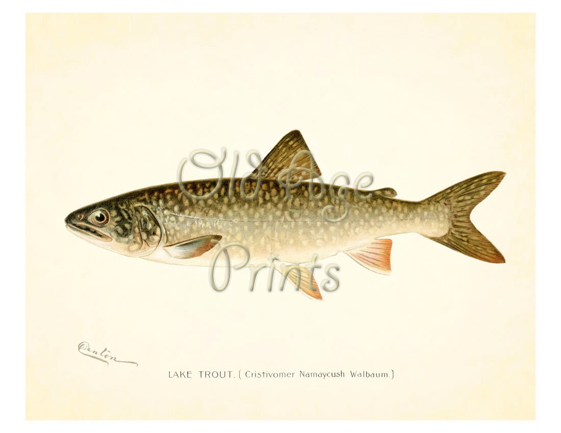 Denton Fish Print Large LAKE TROUT 8x10 Art Print Nautical - Etsy