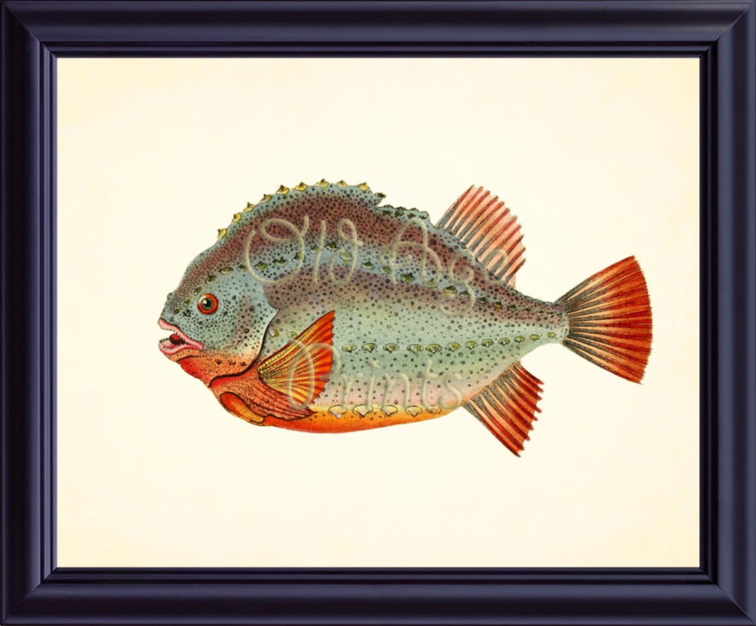 LUMP SUCKER Large Fish Nautical 8x10 Art Print Vintage Plate 10 Ocean ...