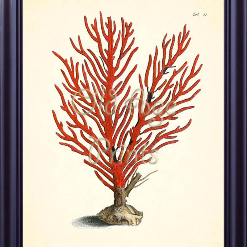 Red Coral Print - Etsy
