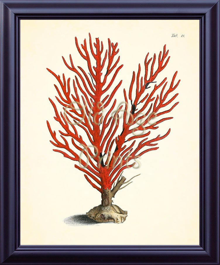Antique RED CORAL Print Ellis Vintage 8x10 Art Print Plate 11 | Etsy