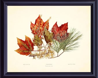 Winged Maple Seeds Print Botanical Print Botanicals Giclee - Etsy