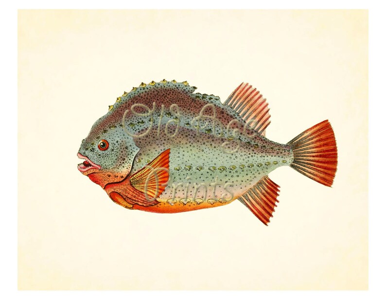 LUMP SUCKER Large Fish Nautical 8x10 Art Print Vintage Plate - Etsy